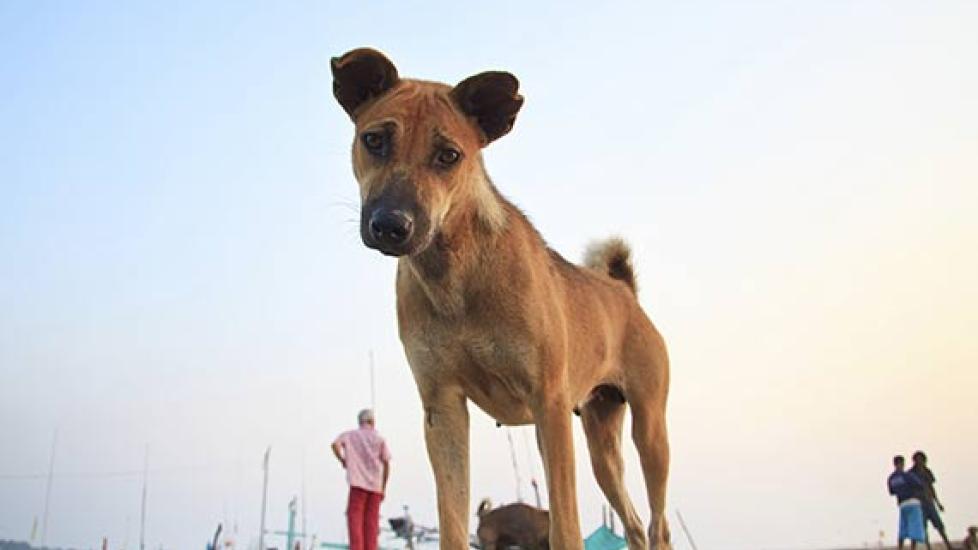 It's Undebatable - Rabies Vaccines Save Lives | PetMD