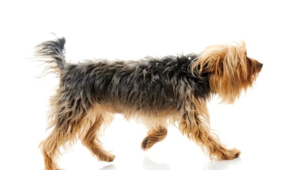 Incoordination of the Legs in Dogs | PetMD