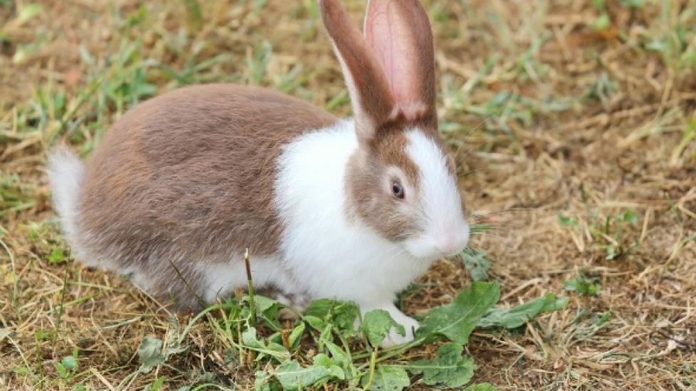 Inflammation of the Middle and Inner Ear in Rabbits | PetMD