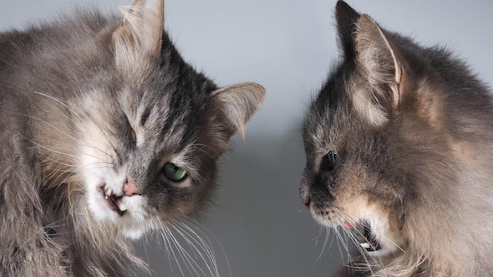 Inter-cat Aggression | PetMD