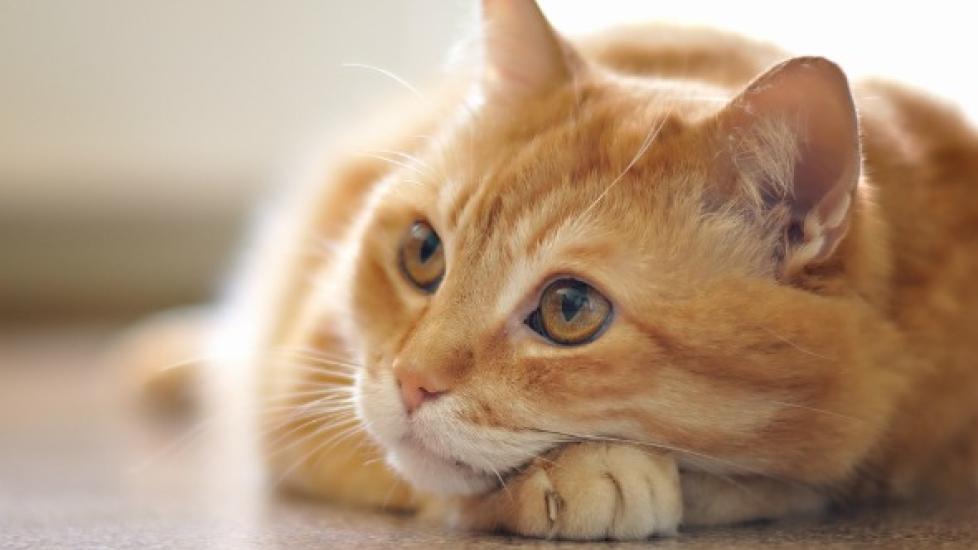 Intestinal Cancer (Adenocarcinoma) in Cats | PetMD