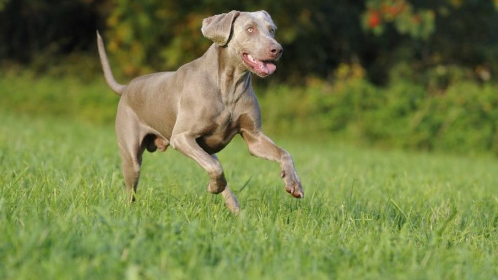 Intestinal Cancer (Adenocarcinoma) in Dogs | PetMD