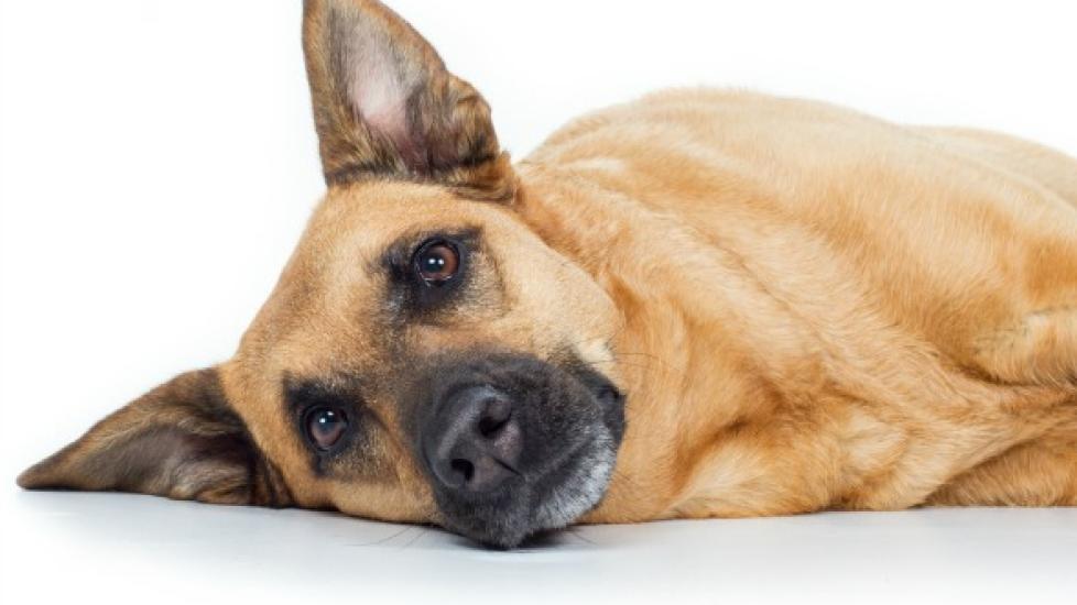 Intestinal Disorder (Loss of Motility) in Dogs | PetMD
