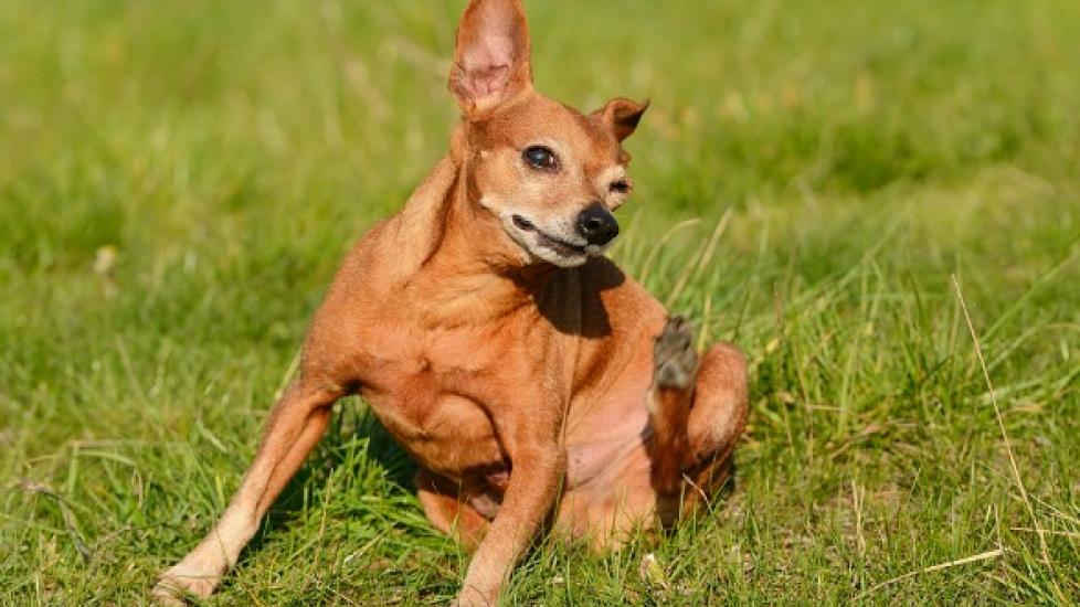 Dog Lice | Canine Pediculosis | Dog Parasites | PetMD