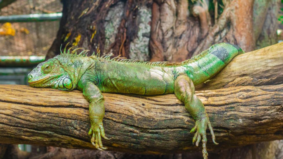 First Reptiles Appear