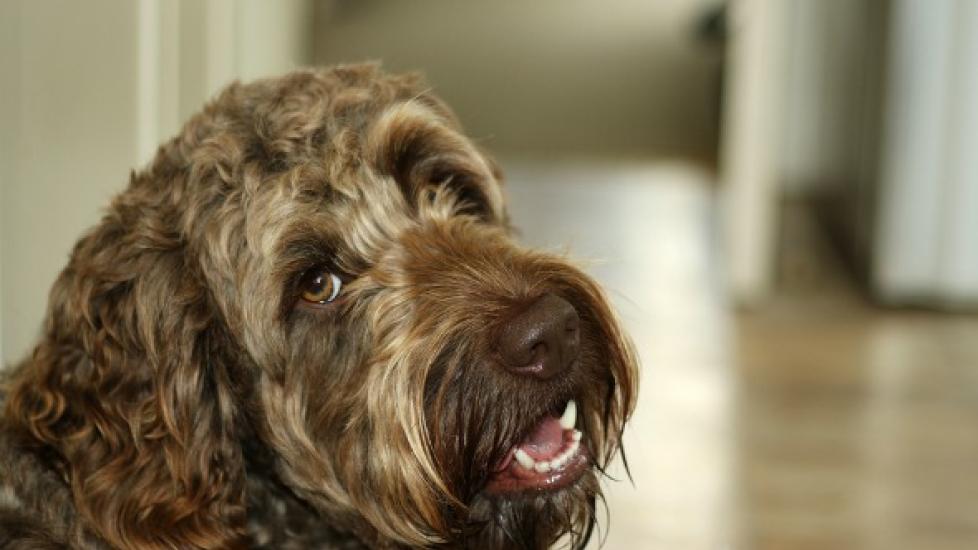 Low Blood Calcium in Dogs | PetMD