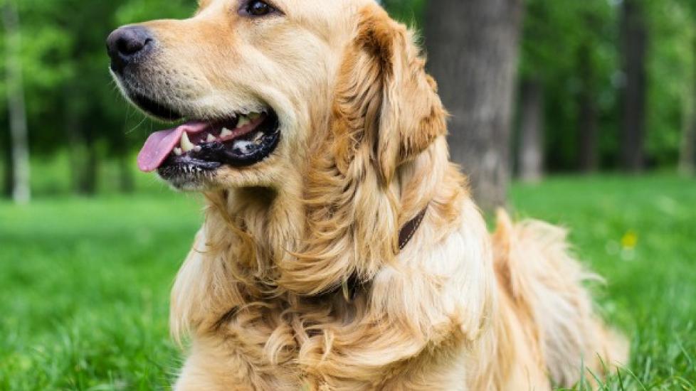 Low Blood Oxygen in Dogs | PetMD