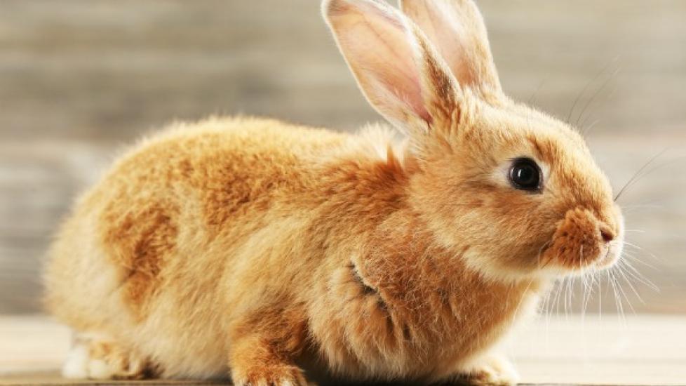 Lump under the Skin in Rabbits | PetMD