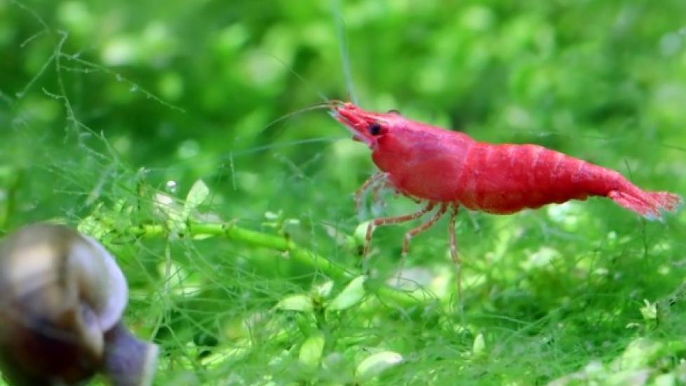 6 Things You Didn’t Know About Aquarium Shrimp | PetMD