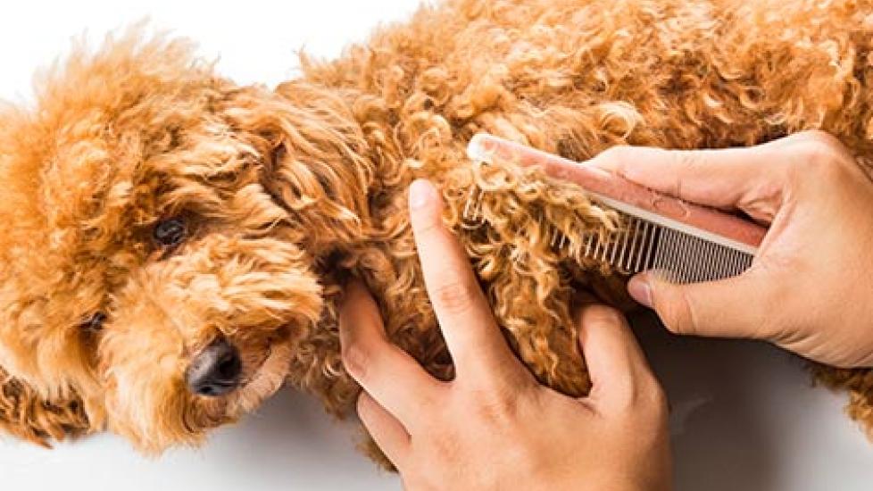 Matted Hair in Dogs – How to Control Them and When to Give Up | Fixing ...