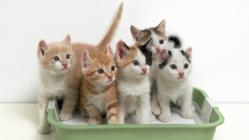 Why Multiple Cats Need Multiple Litter Boxes | PetMD