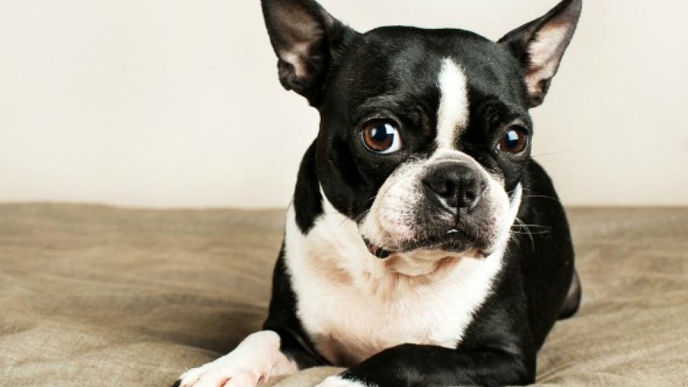 Narrowing of Pyloric Canal in Dogs | PetMD