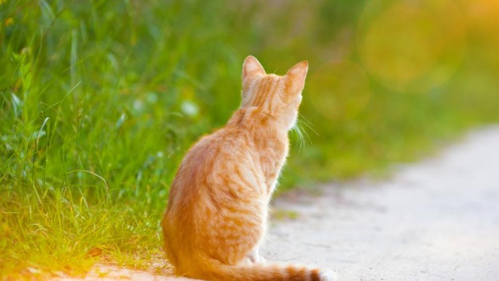 Causes Of Recur Lower Back Pain In Cats - Infoupdate.org