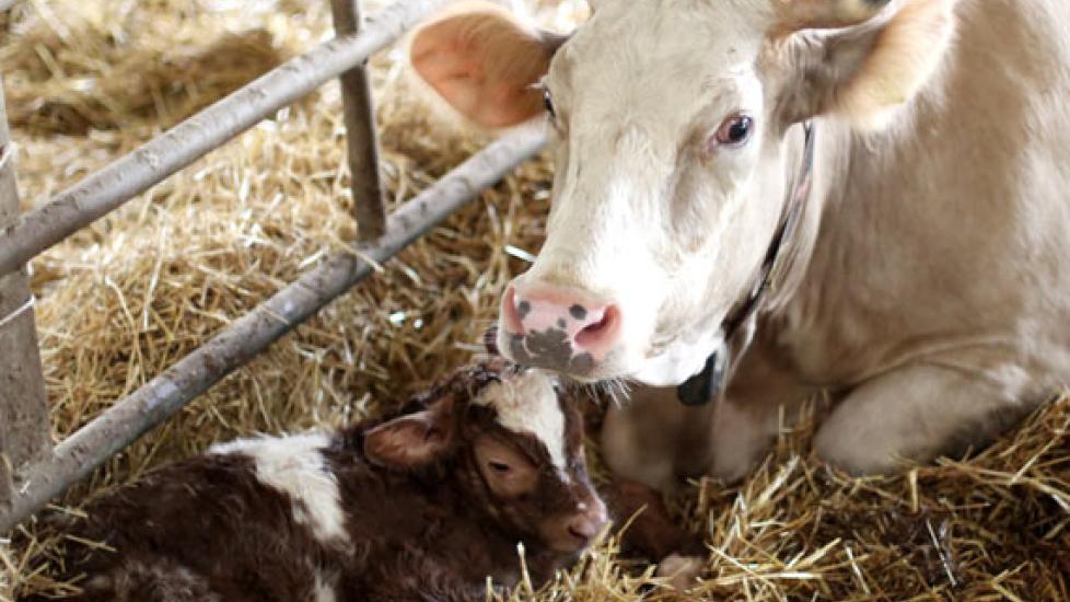 Twisted Uterus During Labor in Cows | PetMD