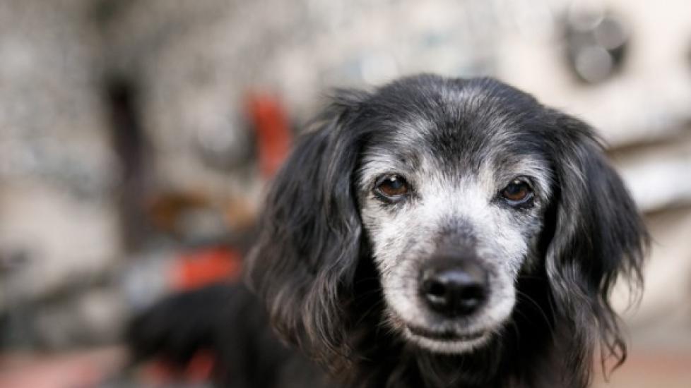 Urinary Incontinence in Dogs: Causes and Treatment | PetMD