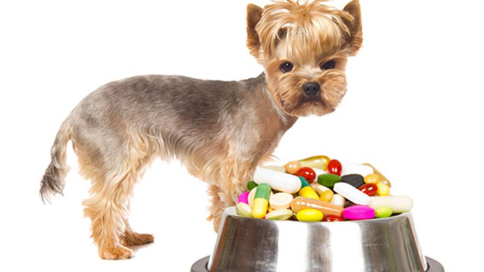 Big Box and Online Pharmacies, and How to Be Sure Your Pet’s Meds Are ...
