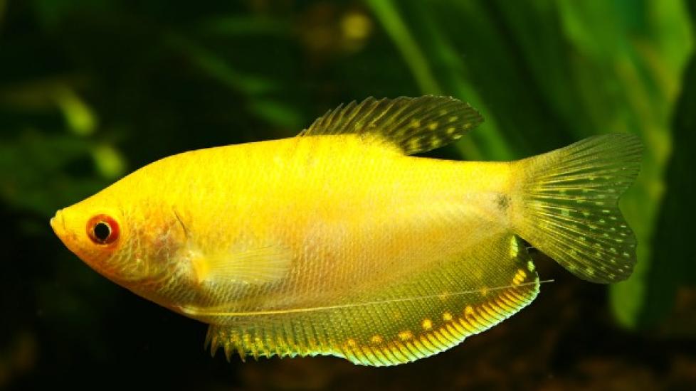 What is Osmoregulation? | PetMD