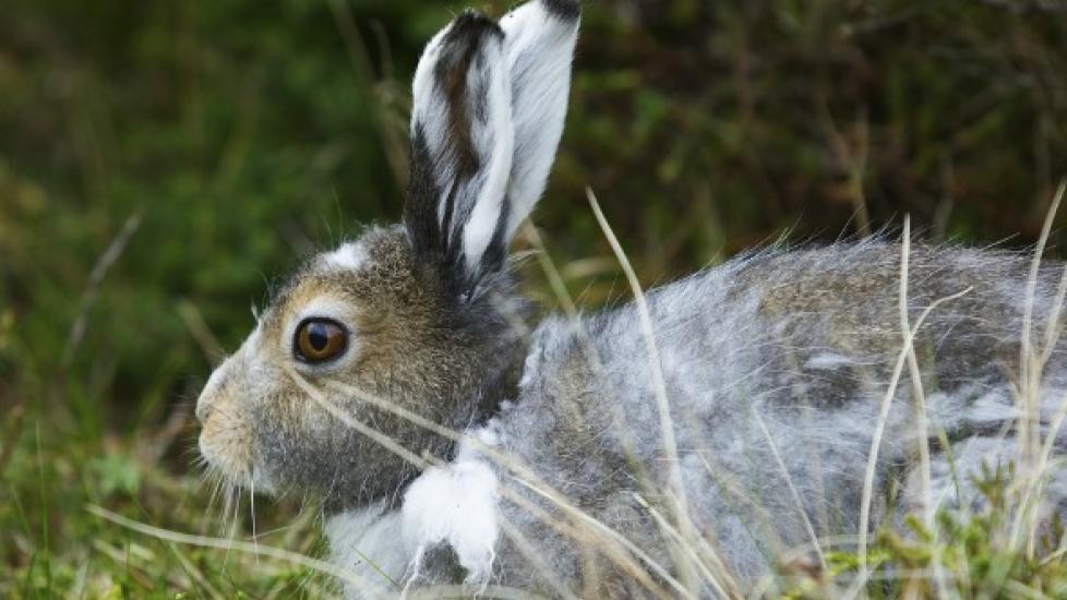 Parasitic Infection in Rabbits | PetMD