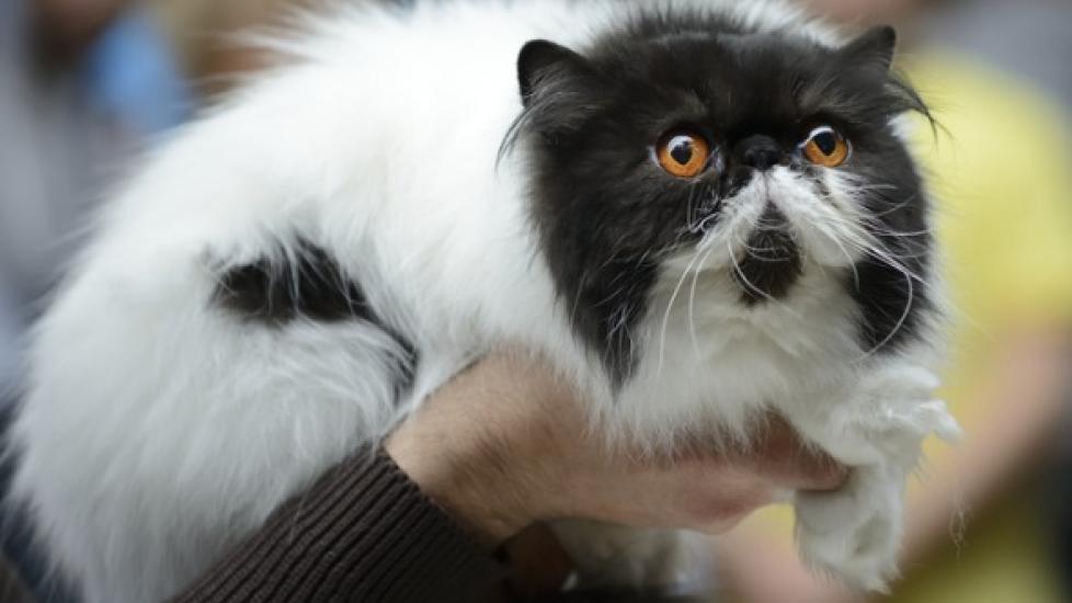 Netflix Documentary on Cat Shows Is Mesmerizing Audiences | PetMD