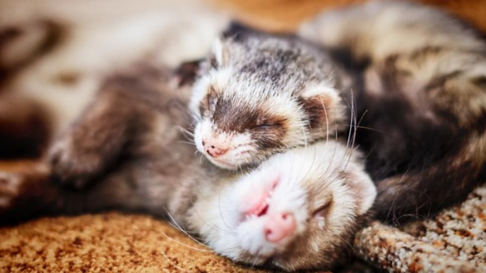 11 Things to Know About Ferrets as Pets | PetMD