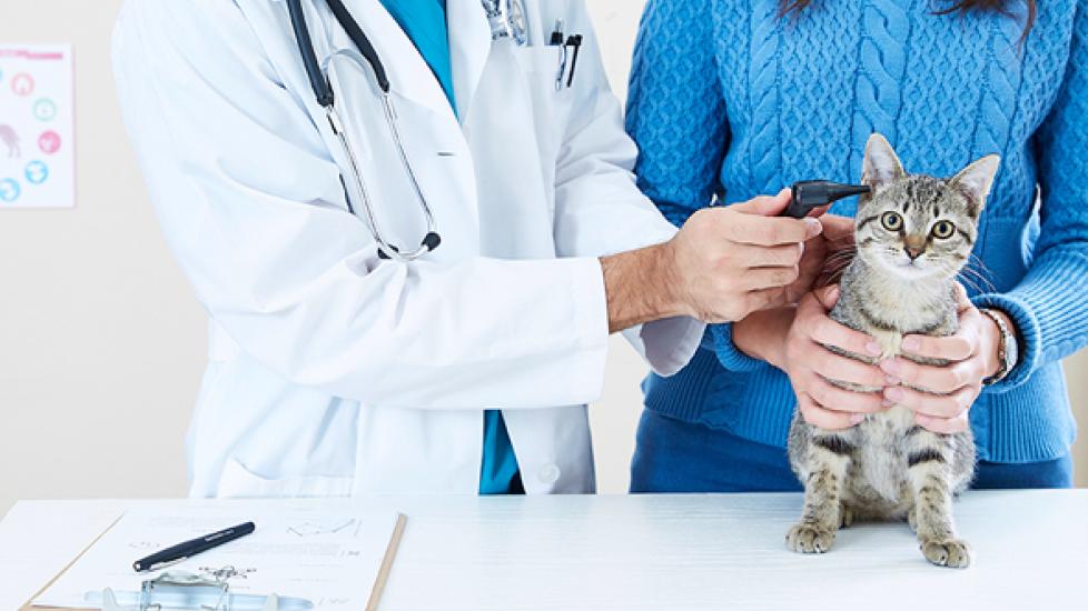 How Can Prescription Pet Medications Help Your Pet? | PetMD