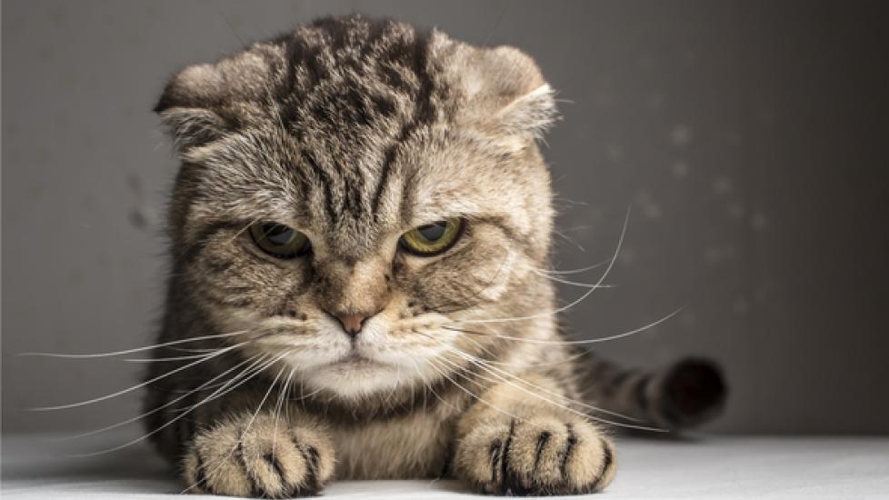Causes of Sudden Aggression in Cats | PetMD
