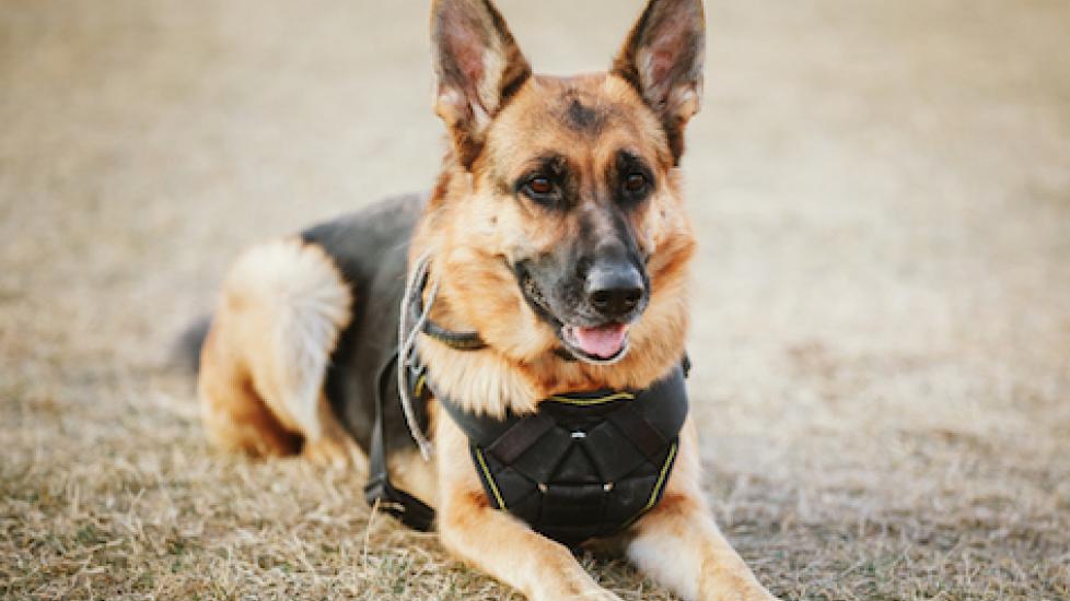 Military Working Dogs: Understanding Canine Post-Traumatic Stress ...