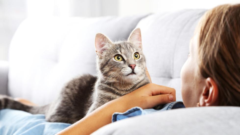 5 Cat Cognition Facts | PetMD