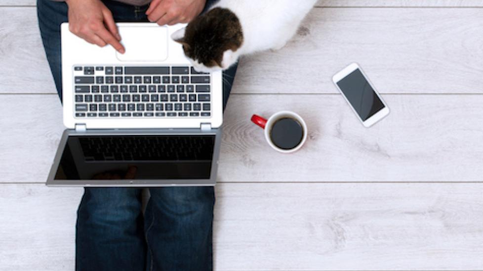 Cats on Keyboards: Why They Love Them (and What You Can Do) | PetMD