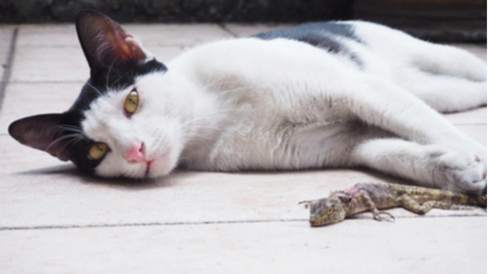 Toxicity and Infection from Lizards, Frogs, and Other Reptiles | PetMD