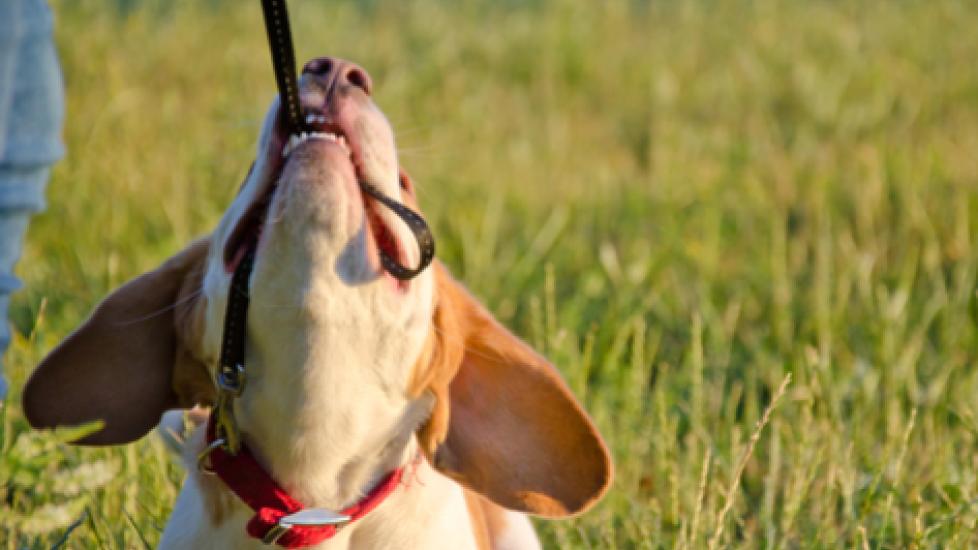 How Pet Parents Can Cope with Behavioral Problems in Pets | PetMD