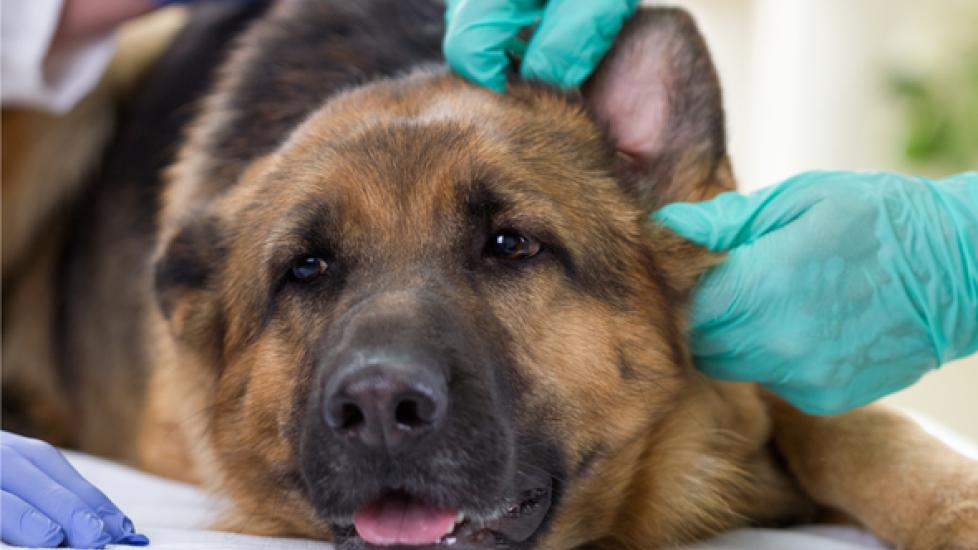 Ear Tip Injuries in Pets | PetMD