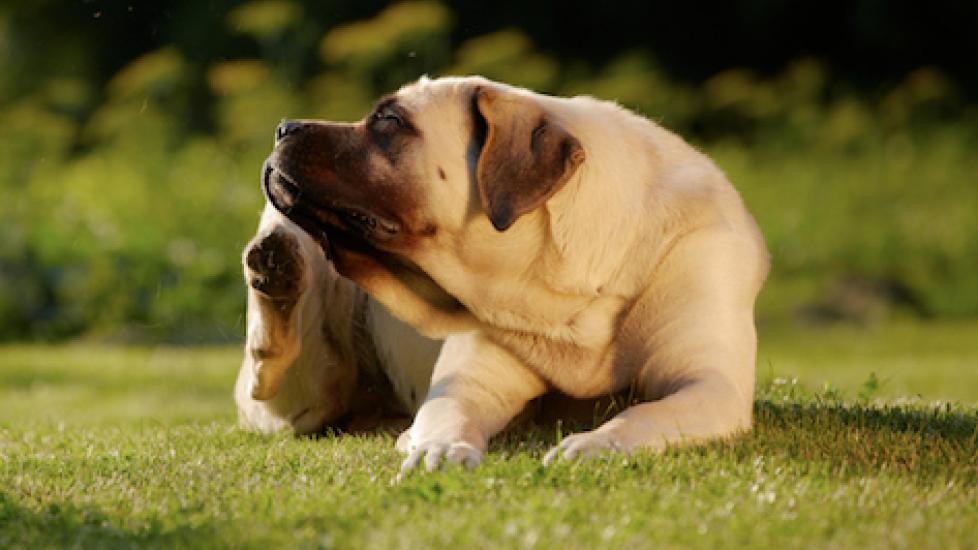 Identifying and Treating Fungal Infections in Dogs | PetMD
