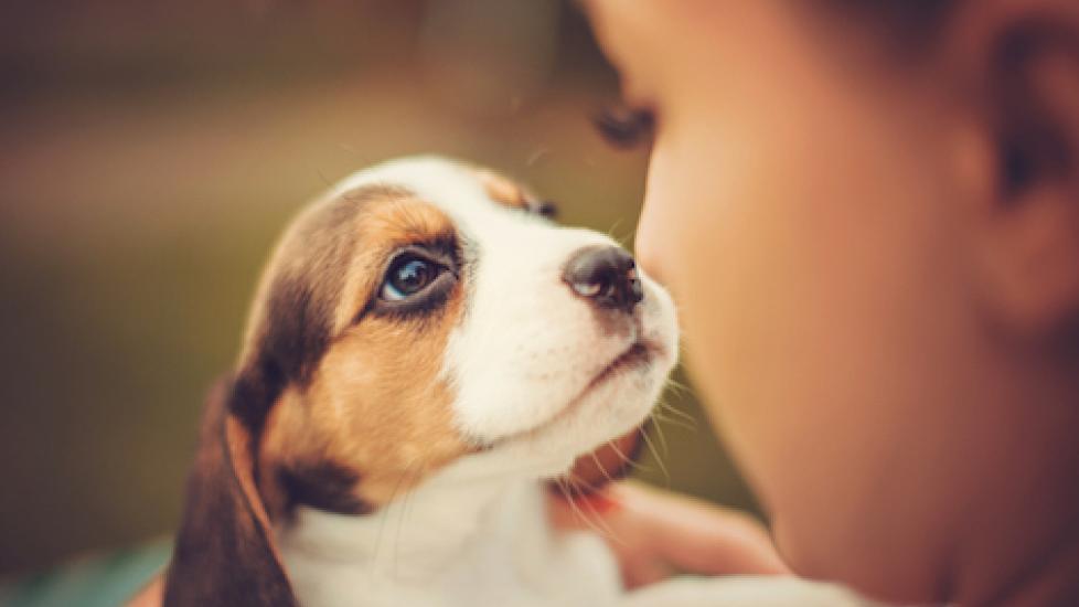 How to Properly Pick Up a Puppy or Kitten | PetMD