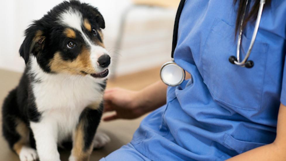 Laparoscopic Spay for Dogs and Cats | PetMD