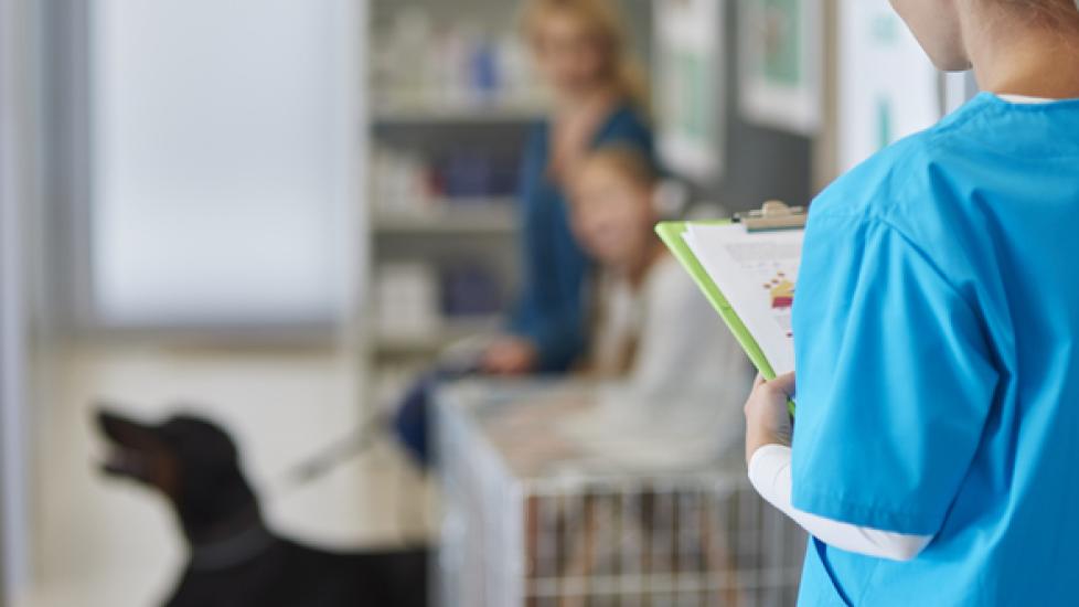 Behind the Scenes: What Your Pet's Overnight Vet Visit Is Like | PetMD
