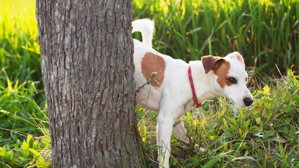 What Your Pet’s Urine Says About His Health | PetMD