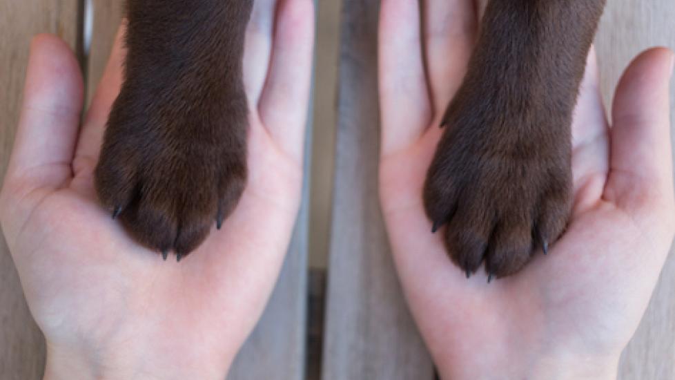 Does Reflexology Benefit Dogs? | PetMD