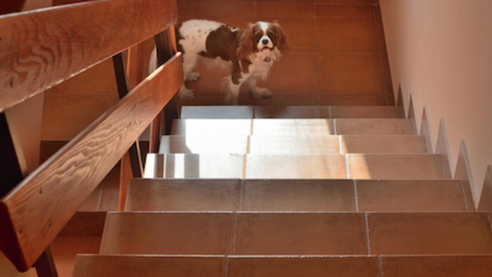 5 Stair Safety Tips for Dogs | PetMD