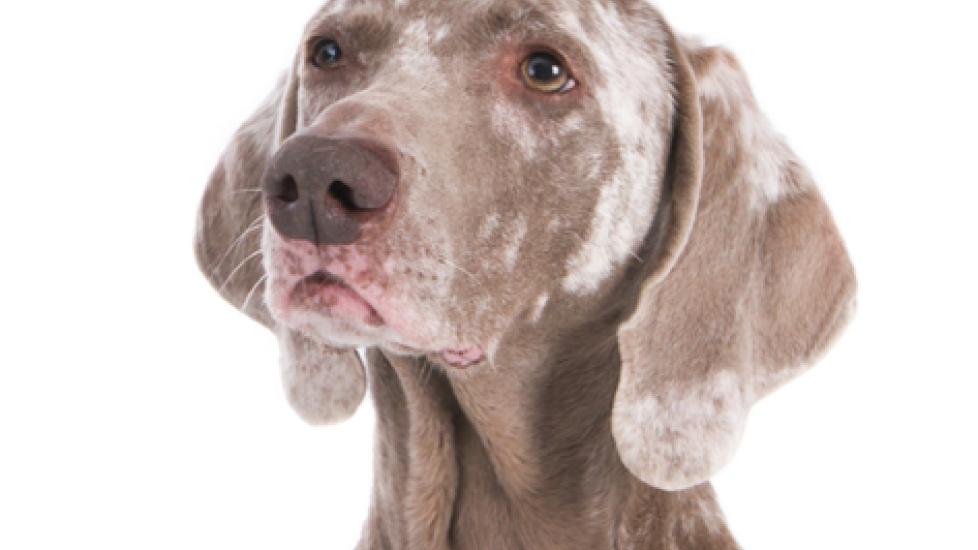 Vitiligo in Dogs and Cats: Everything You Need to Know | PetMD
