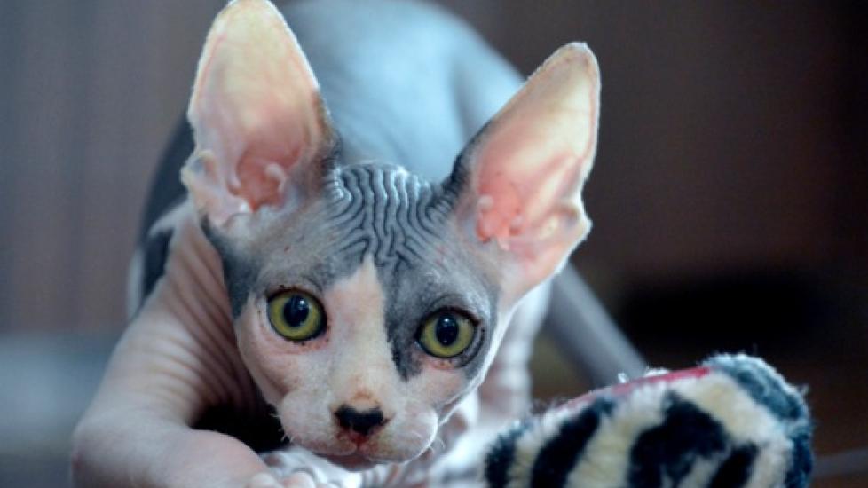 What You Need to Know Before Bringing Home a Sphynx Cat | PetMD