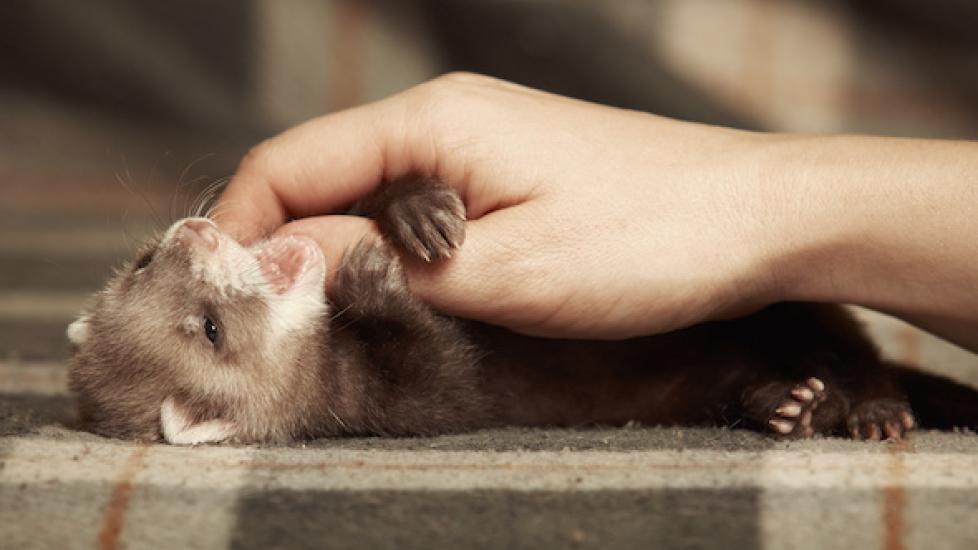 How to Take Care of a Ferret: Ferret Care 101 | PetMD