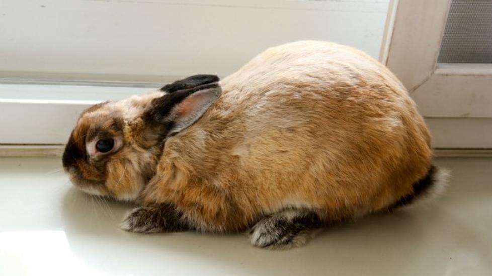 Poisoning in Rabbits | PetMD