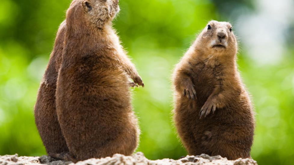 Bacterial Disease of the Foot in Prairie Dogs | PetMD