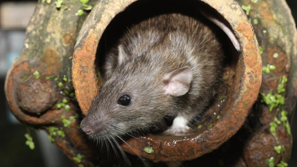 Intestinal Parasites in Rats | PetMD