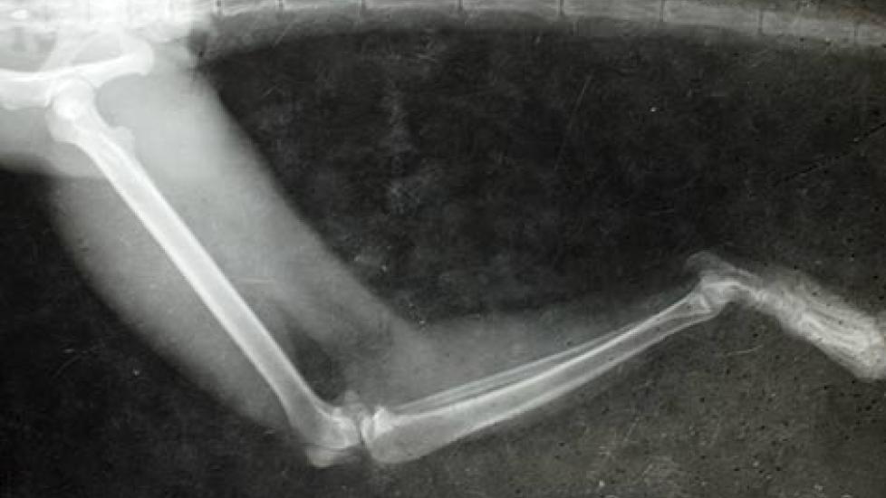 Fractured Bones in Reptiles - Broken Bone in Reptile | PetMD