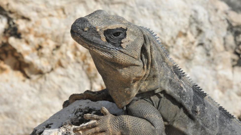 External Parasites in Reptiles | PetMD