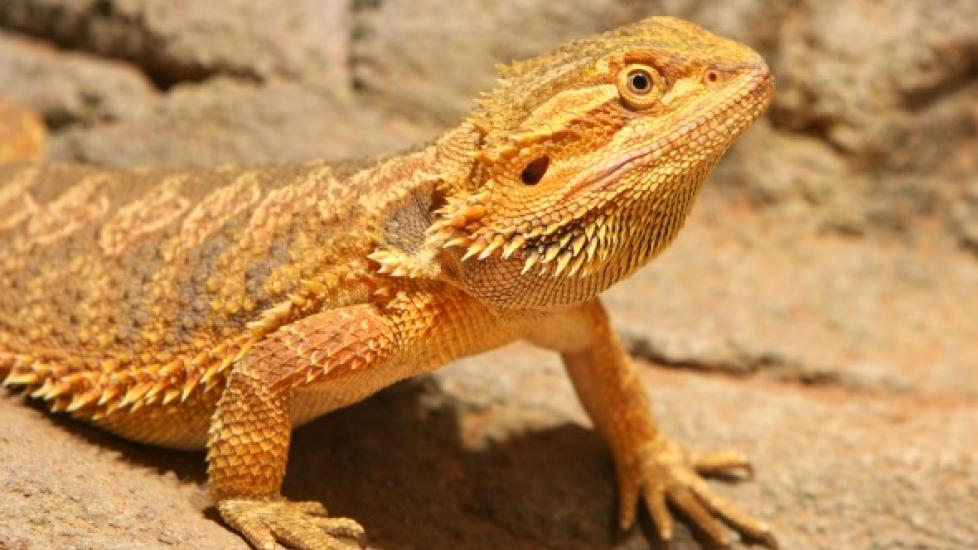 Reptile Parasites | PetMD