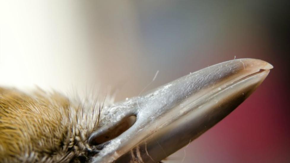 Respiratory Tract Infection in Birds | PetMD