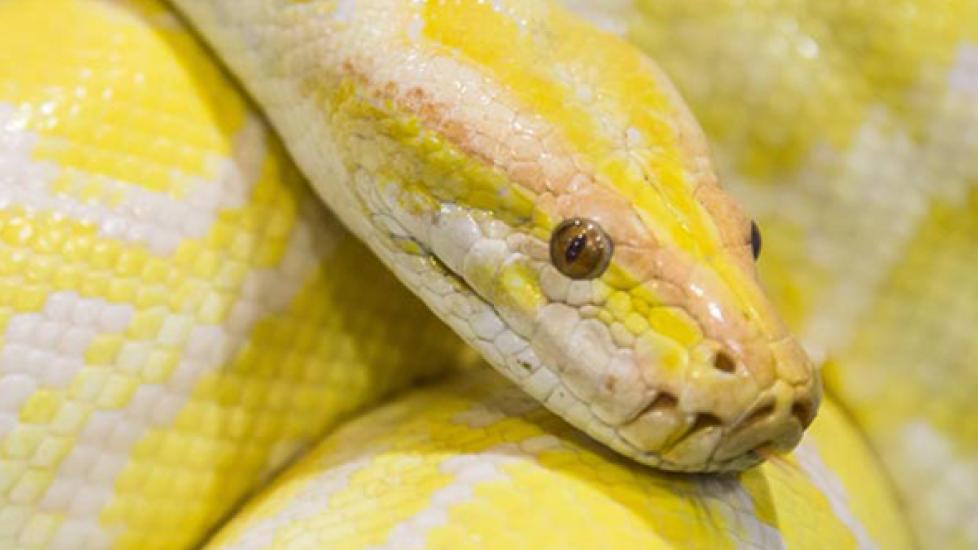 Reticulated Python - Python reticulatus | PetMD